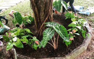 How to Transform the Space Under Your Trees With Beautiful Landscaping